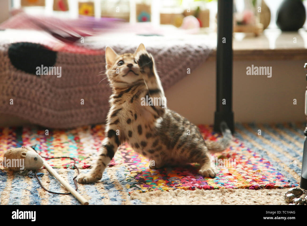 Bengali leopard cat Stock Photo - Alamy