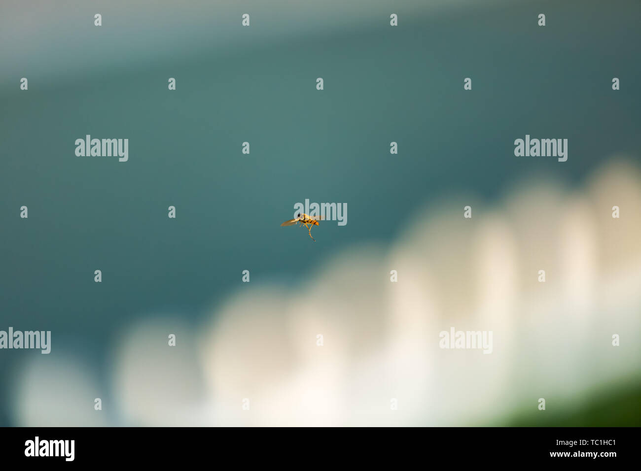 Flying aphid flies Stock Photo - Alamy