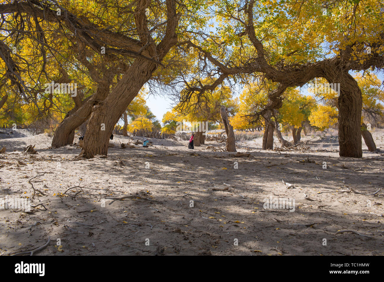Hu yang and hu yang lin hi-res stock photography and images - Alamy