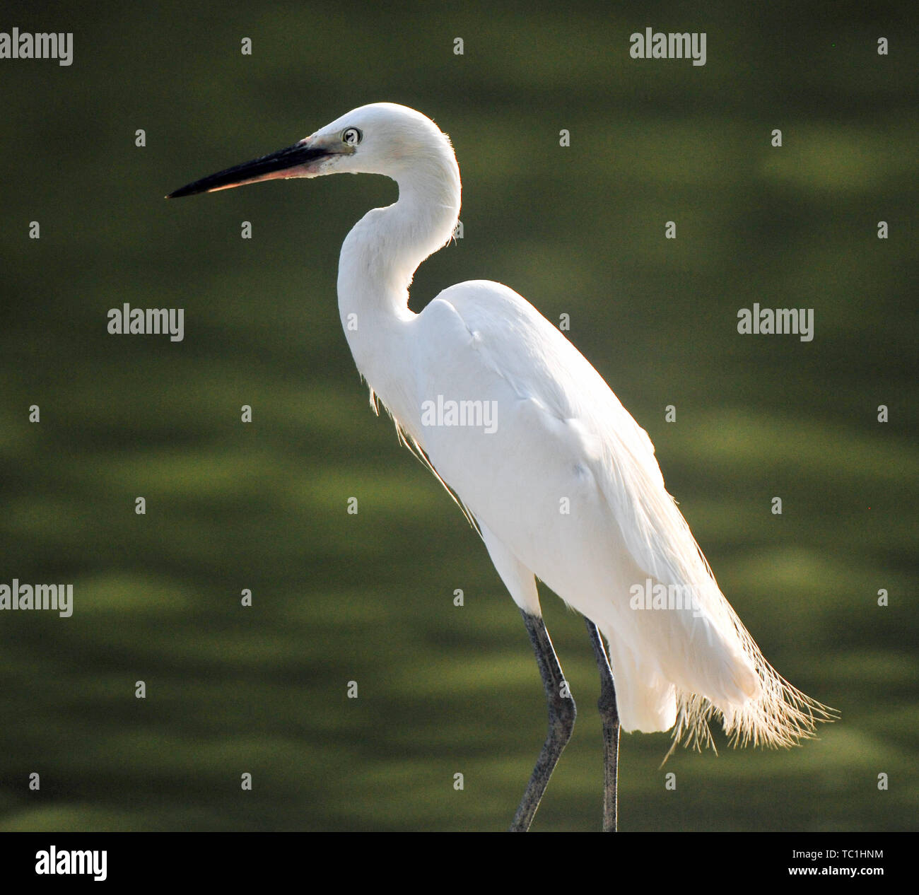 Flying bird fishing Stock Photo - Alamy