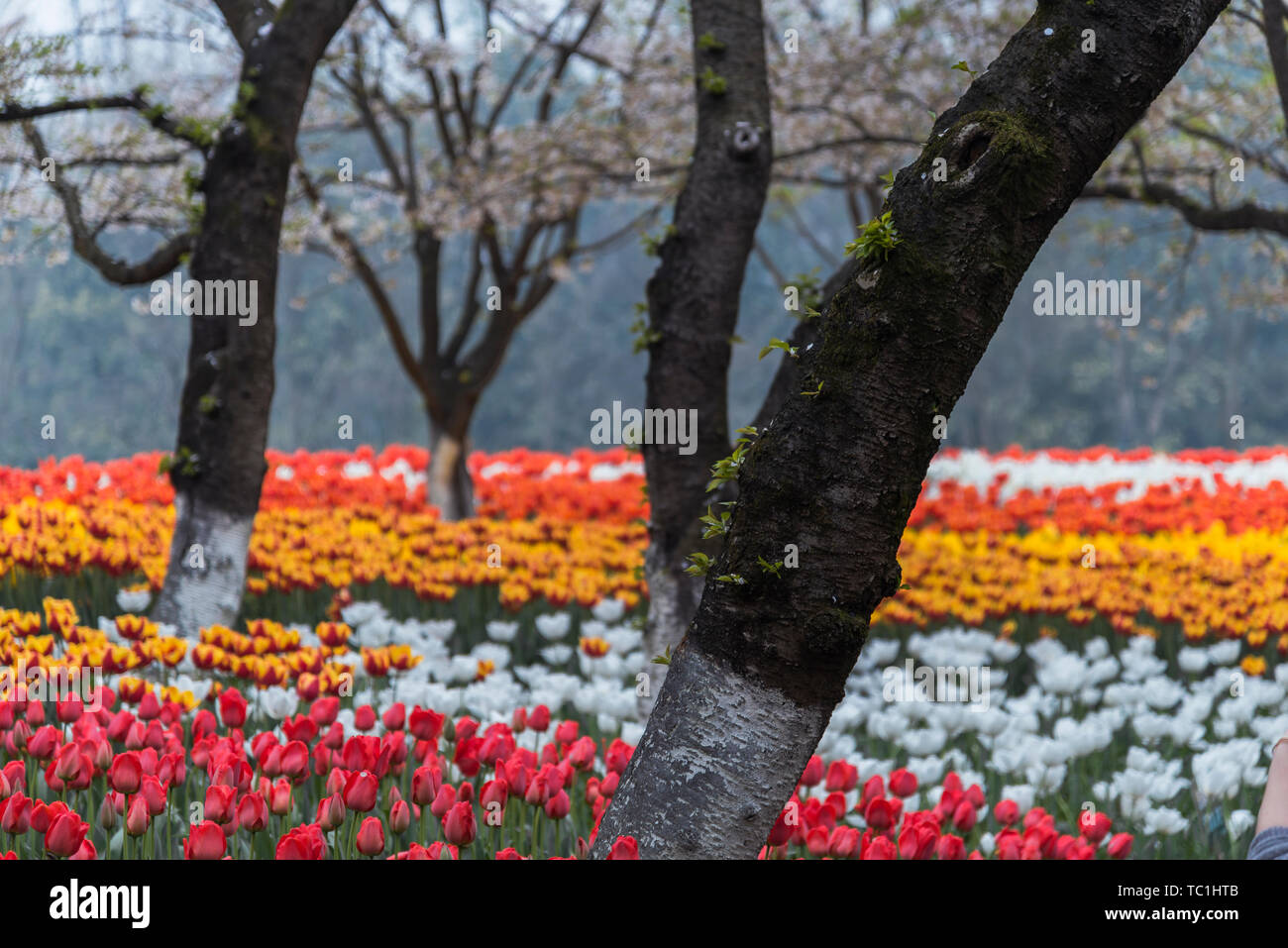 Spring Tulip blooming season in Prince Bay Park next to West Lake in ...