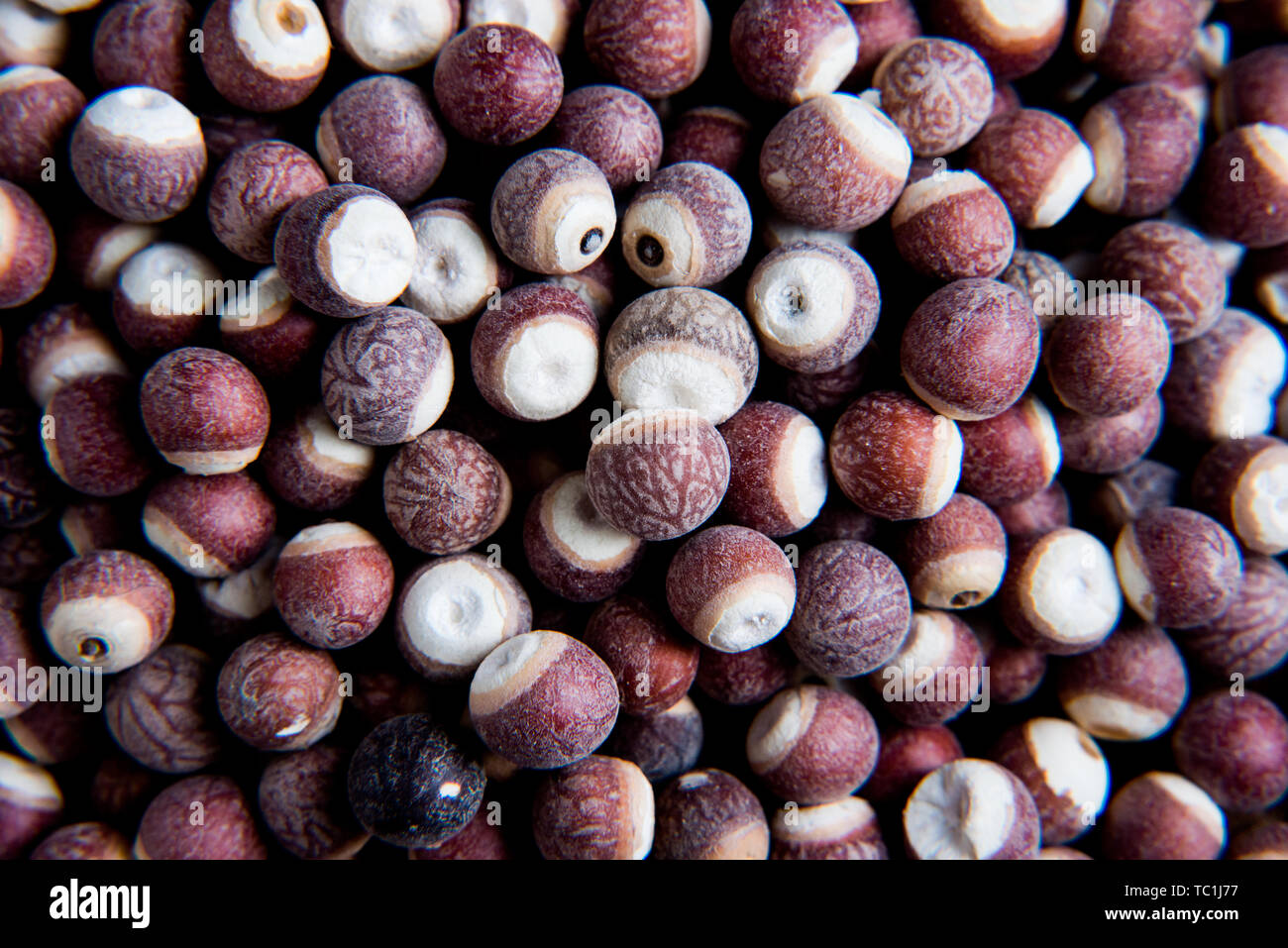 Gorgon fruit hi-res stock photography and images - Alamy
