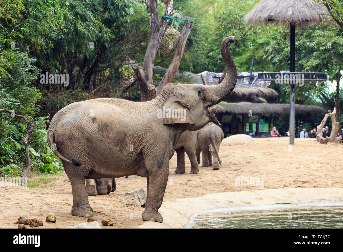 A giant elephant Stock Photo - Alamy