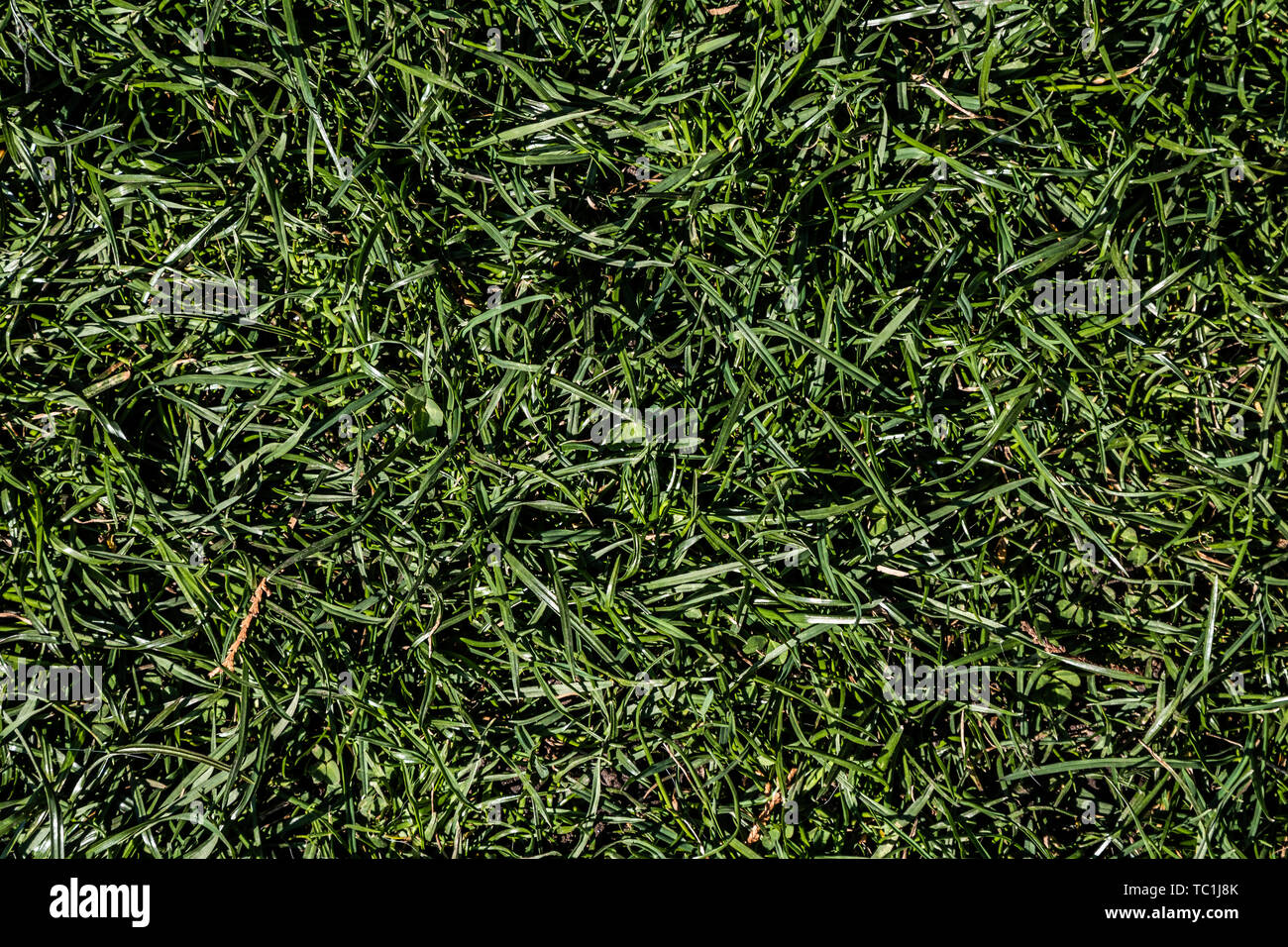 Natural green grass surface texture Stock Photo - Alamy