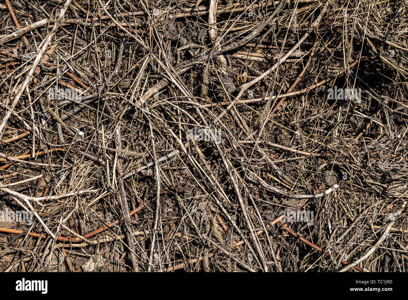 Brown wood bough surface texture Stock Photo - Alamy