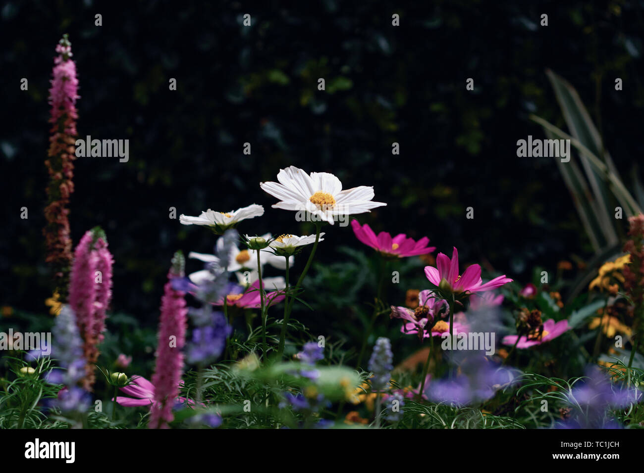Scenery, portraits, street shots Stock Photo - Alamy