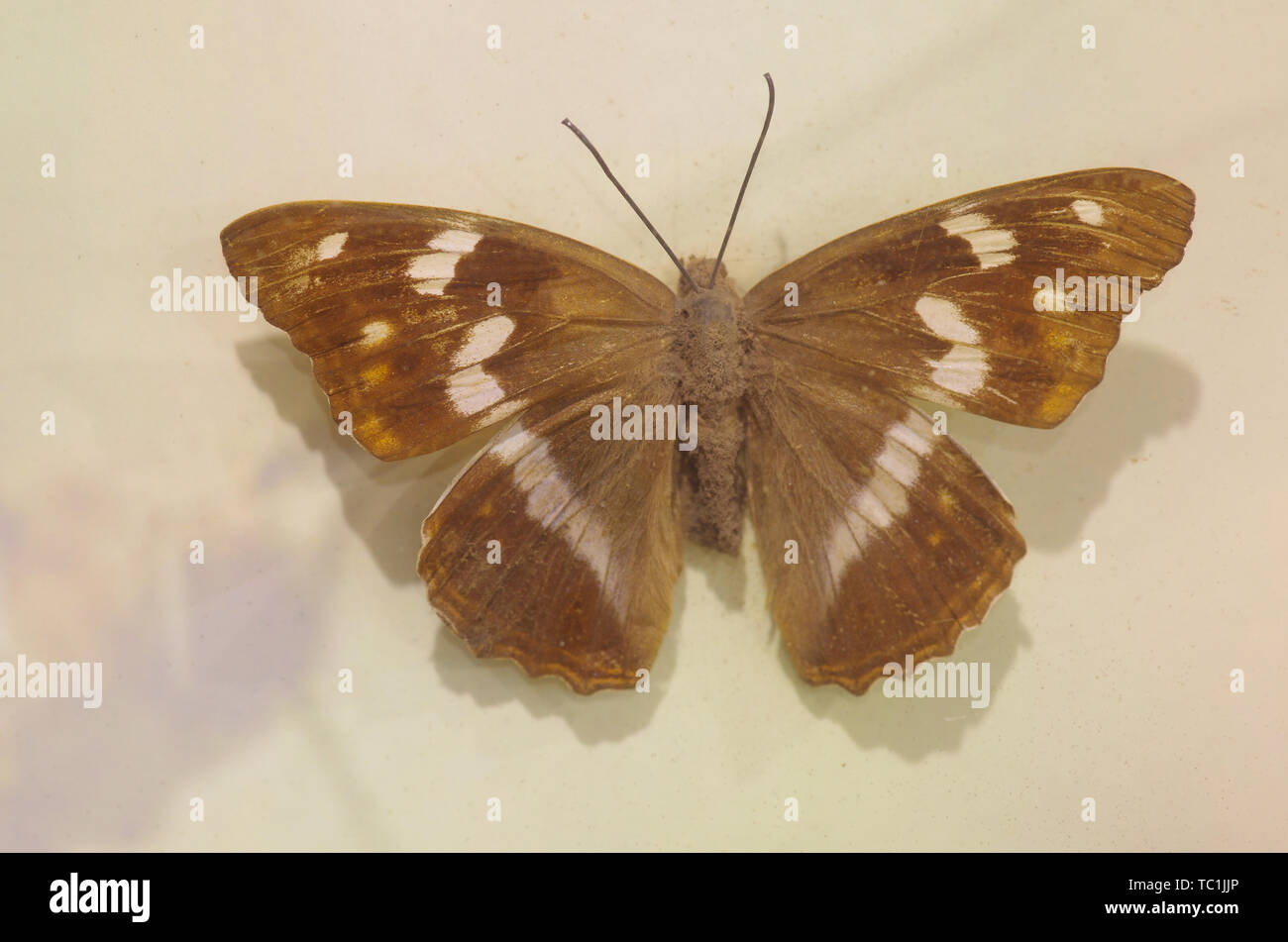 A specimen of butterflies Stock Photo - Alamy