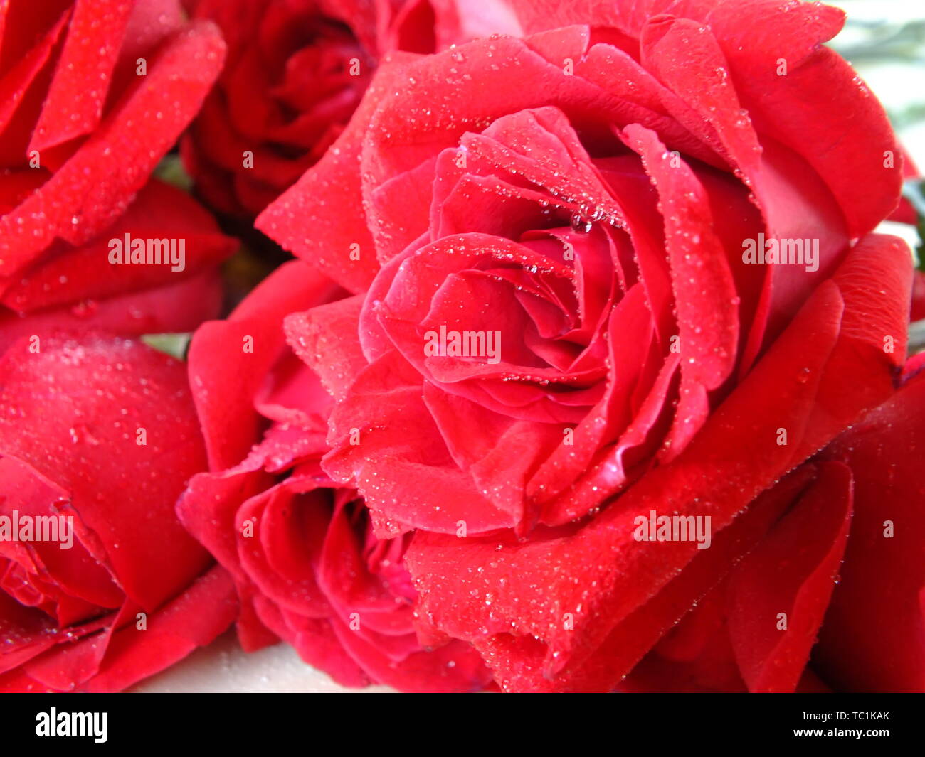 Red roses, flowers Stock Photo - Alamy