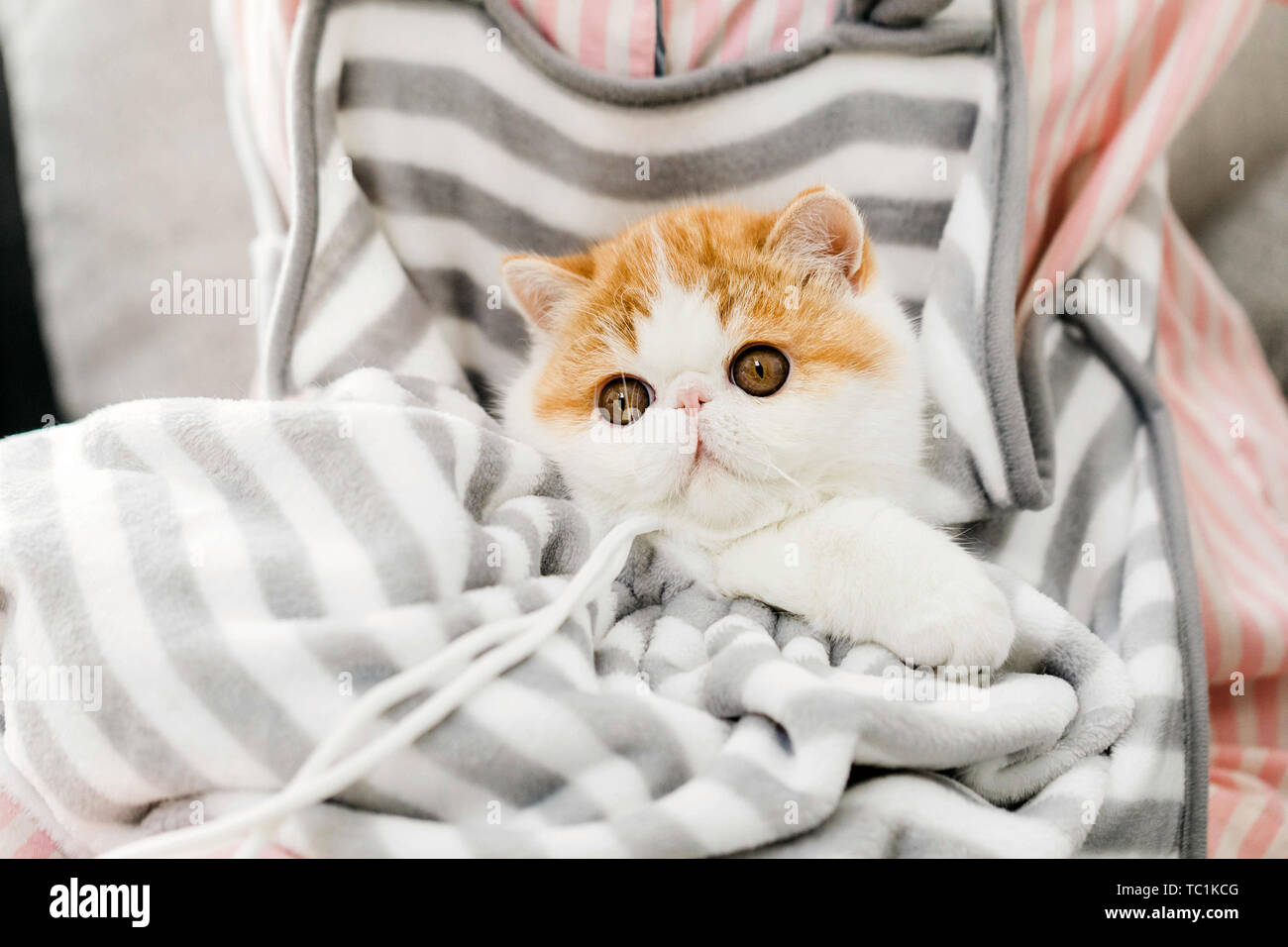 Worlds Cutest Cat Snoopy