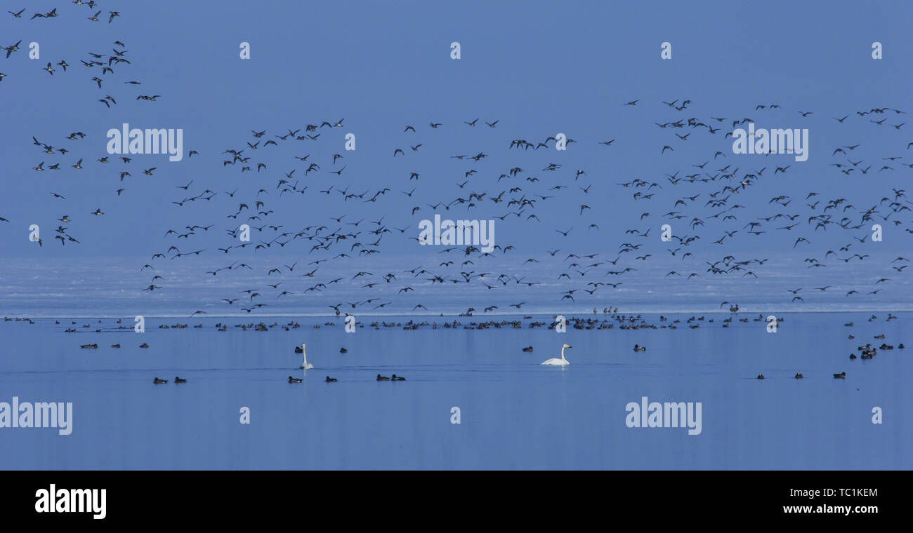 China-Russia Boundary Lake Xingkai Lake Bird Data Film 2007 and Before ...