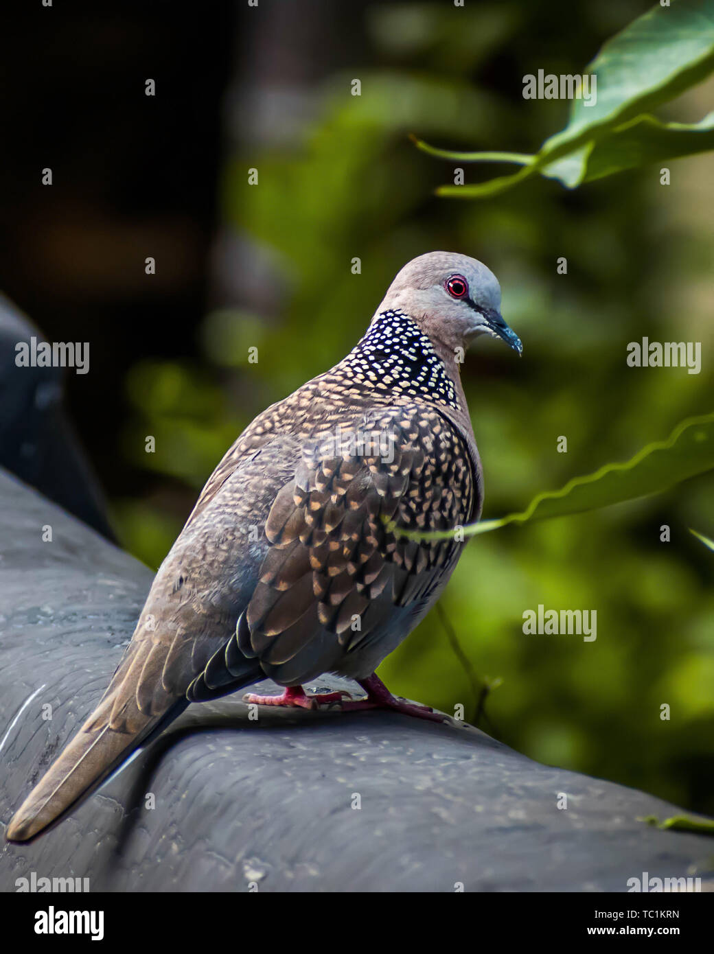 The spotted dove (Spilopelia chinensis) is a small and somewhat long ...
