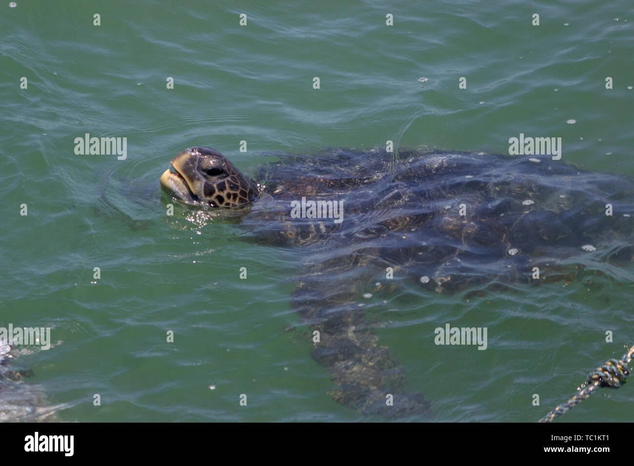 turtle swimming in the ocean, peru Stock Photo - Alamy