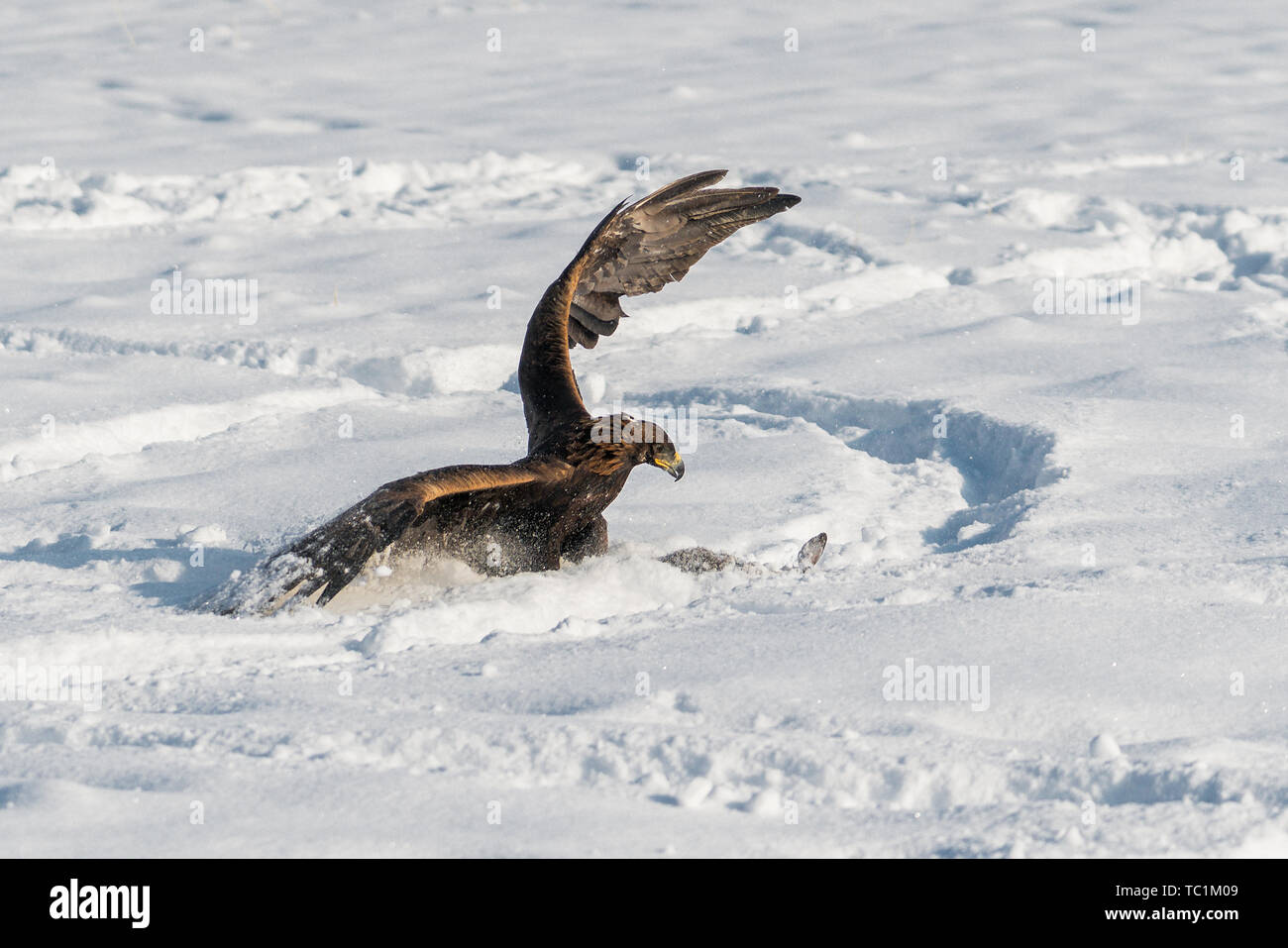 Taming eagle hi-res stock photography and images - Alamy