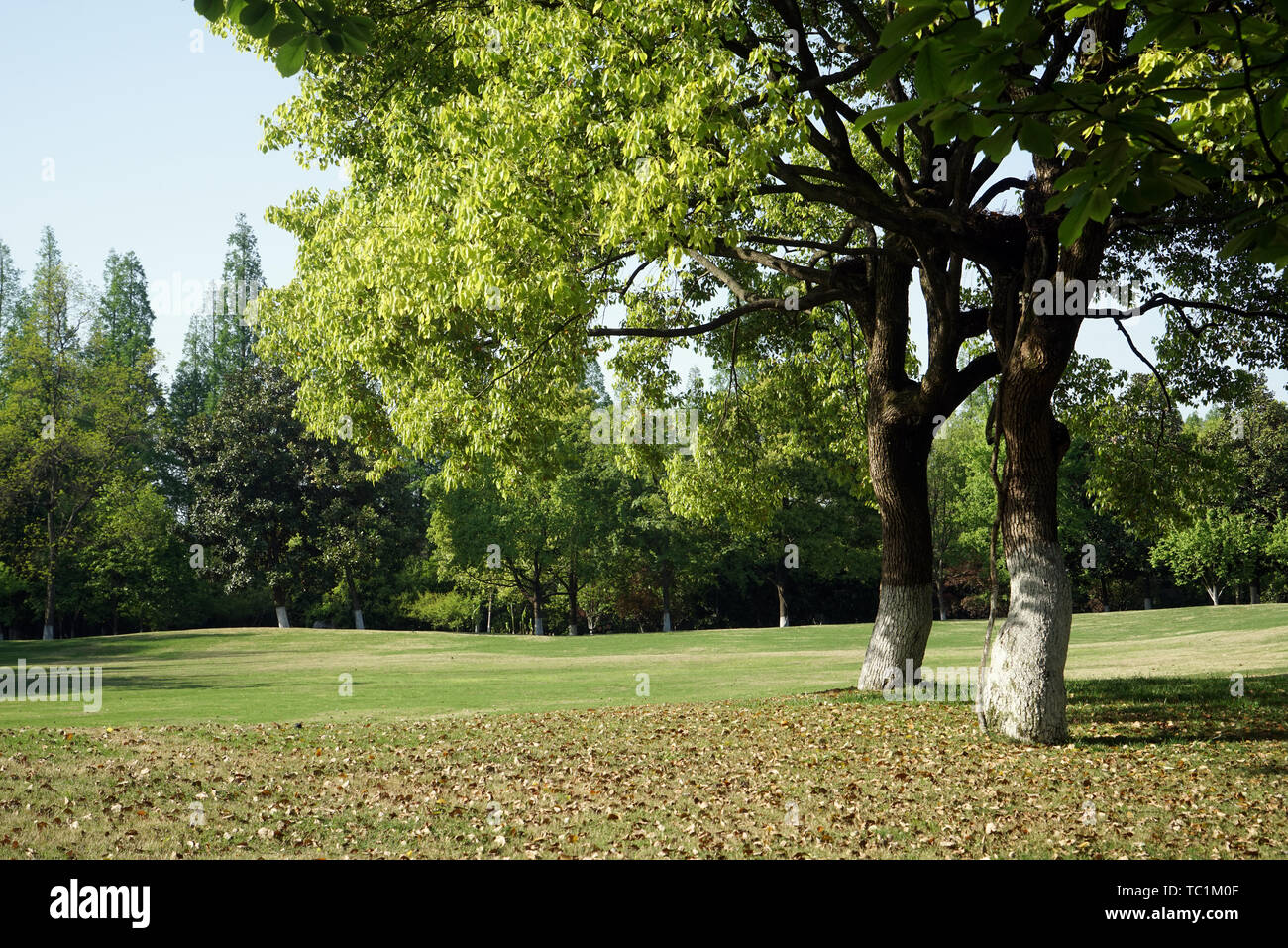 Spring color of West Lake Scenic Area Stock Photo - Alamy