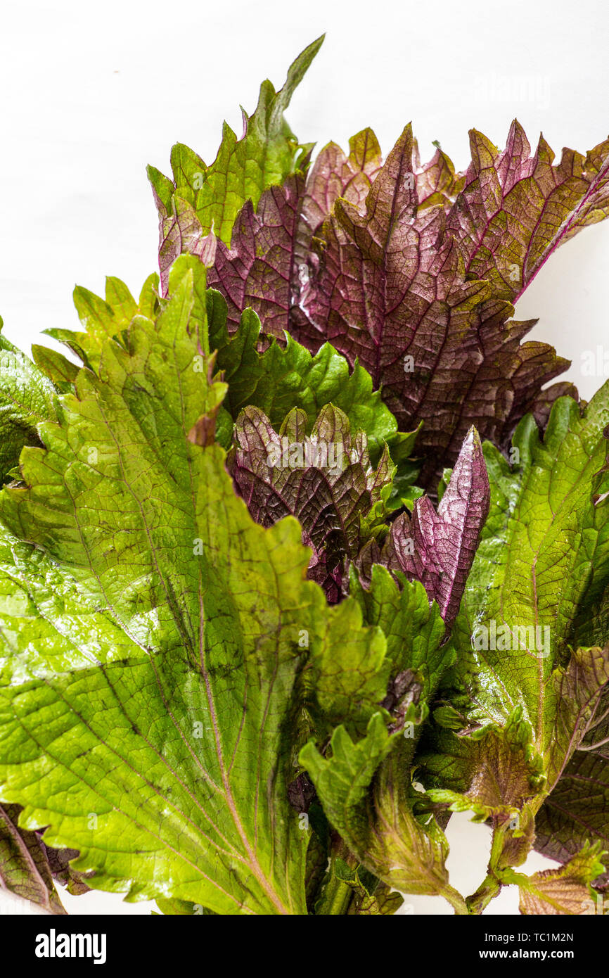 Perilla cilantro hi-res stock photography and images - Alamy