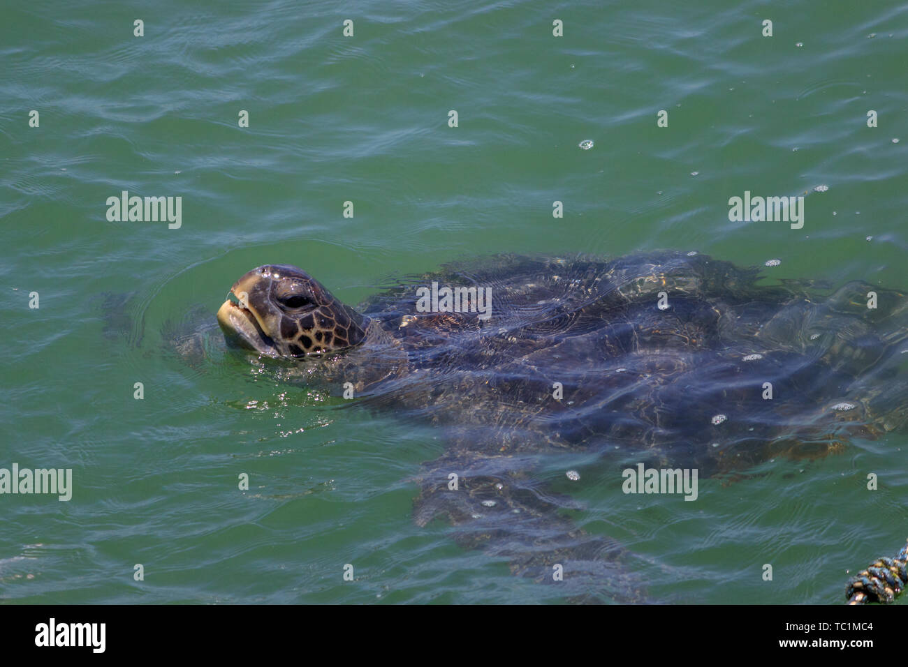 turtle swimming in the ocean, peru Stock Photo - Alamy
