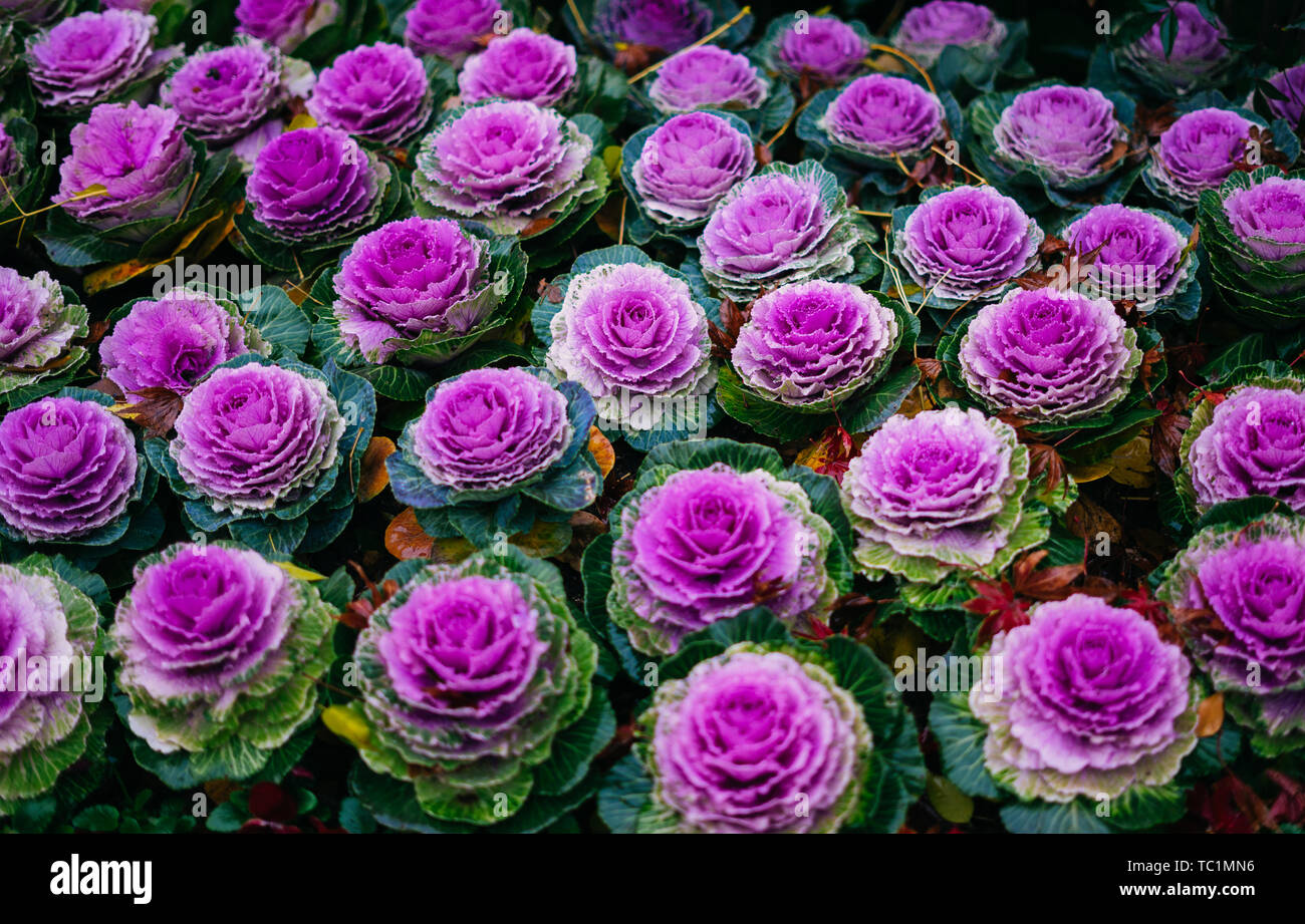 Beautiful kale close-up Stock Photo - Alamy