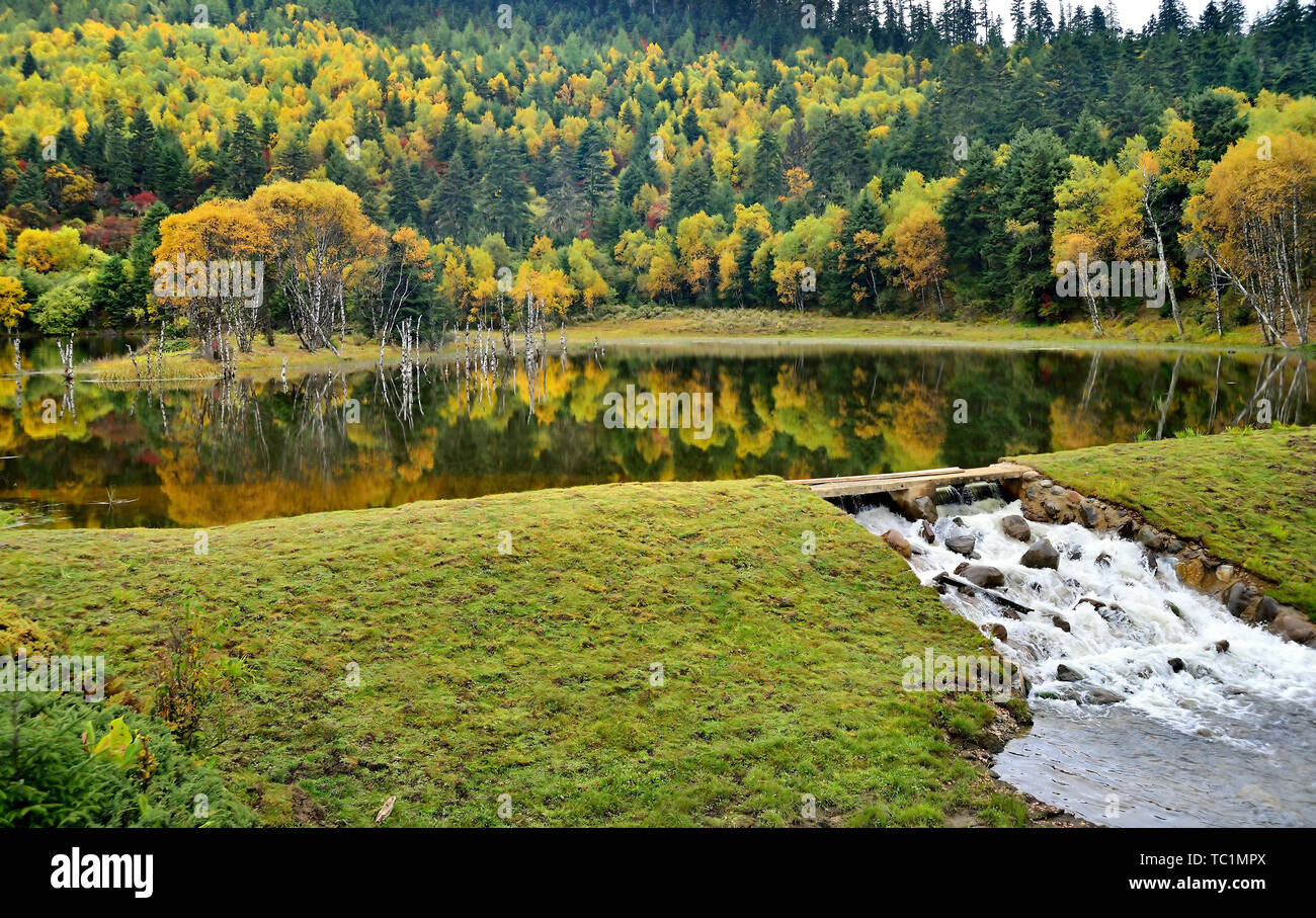 Autumn scenery,grass,trees and a pond Stock Photo - Alamy