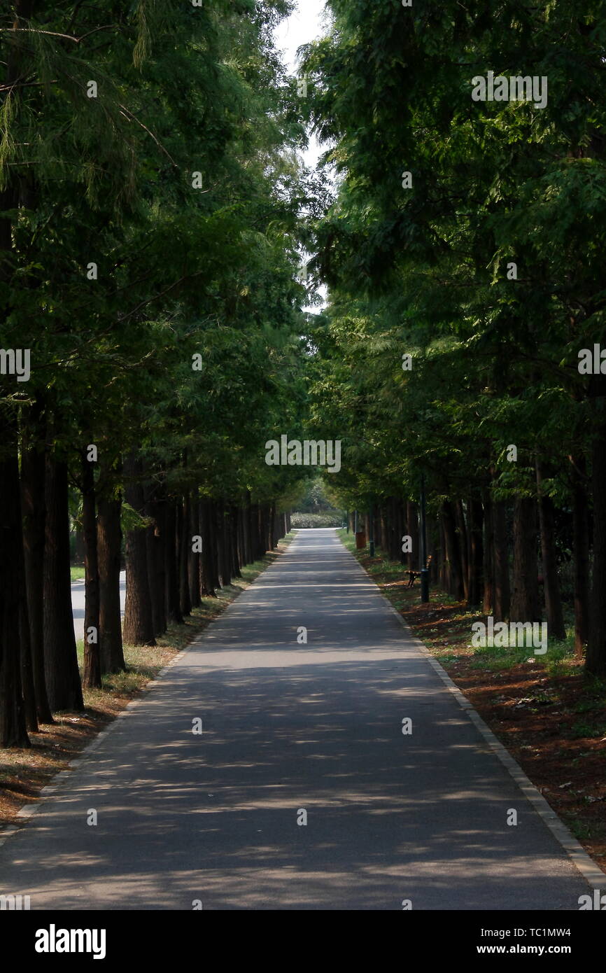 Shanghai Binjiang Forest Park Scenery Stock Photo - Alamy