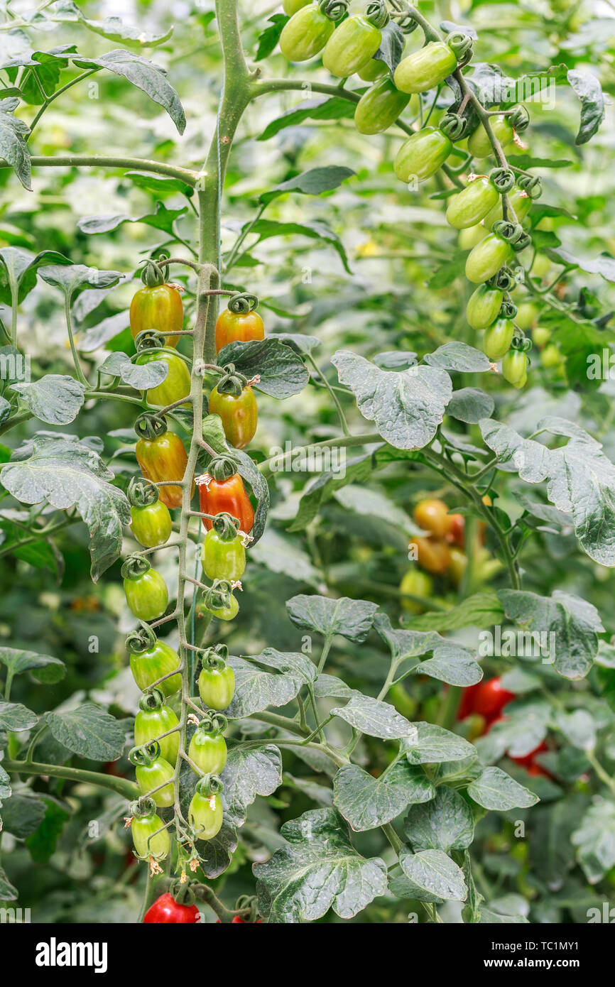 Small tomatoes growing in vegetable shed, small tomatoes, Millennium ...