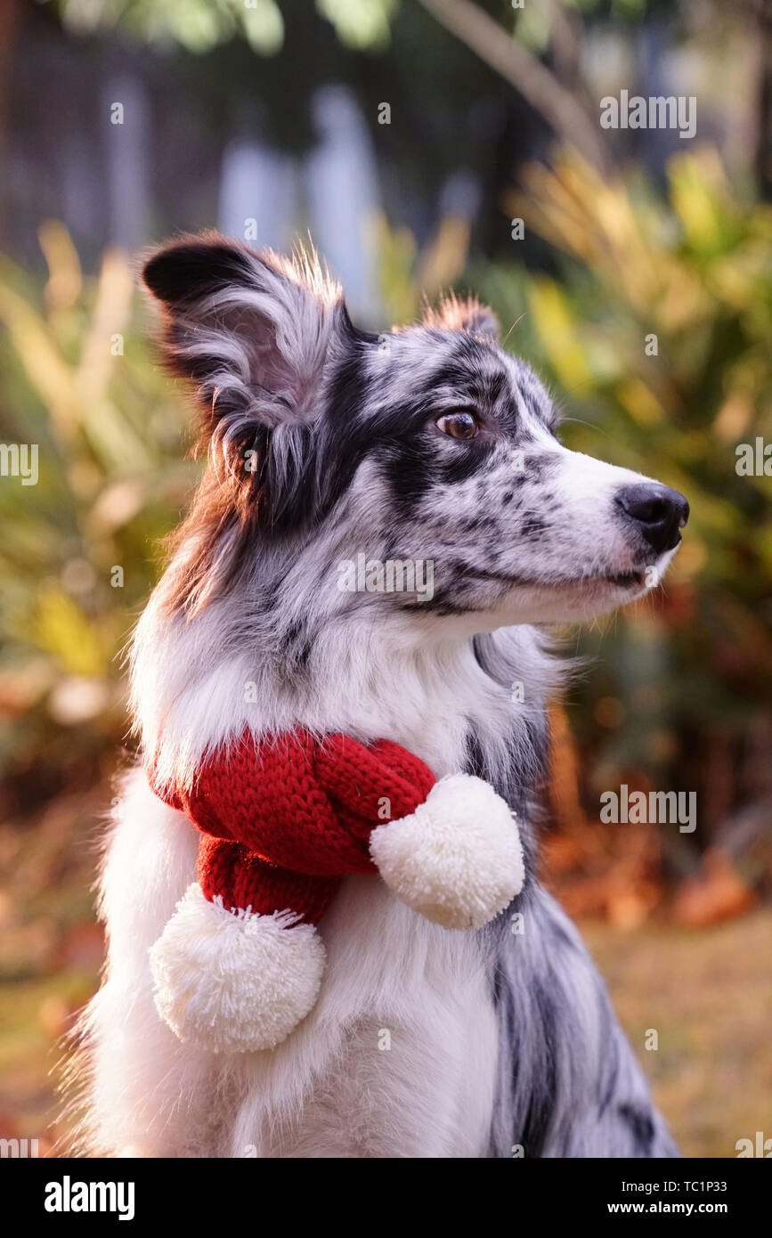 Autumn and winter outdoor pet photos, dog photos, meteorite siding ...