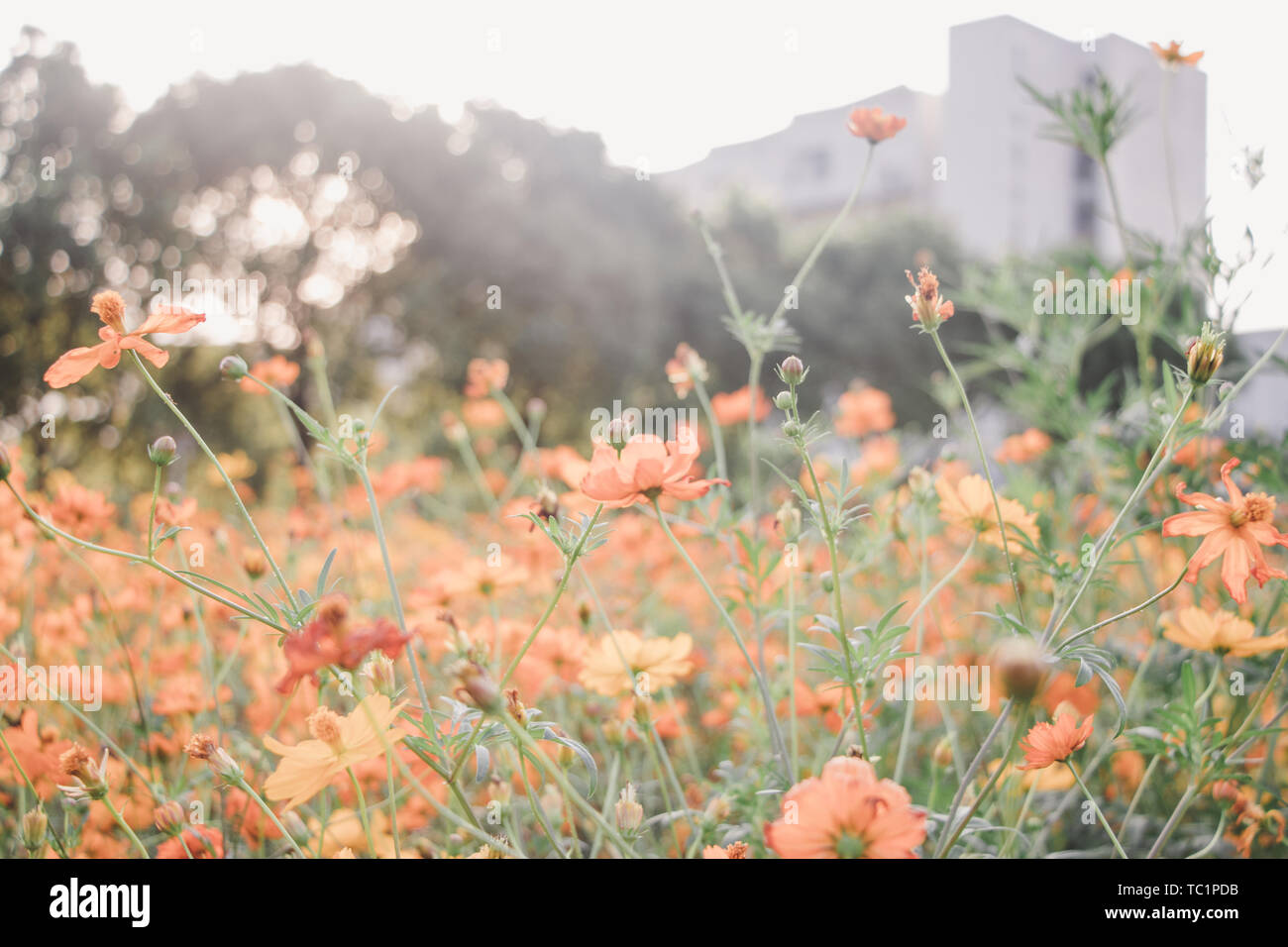 Beautiful gesang flowers hi-res stock photography and images - Alamy