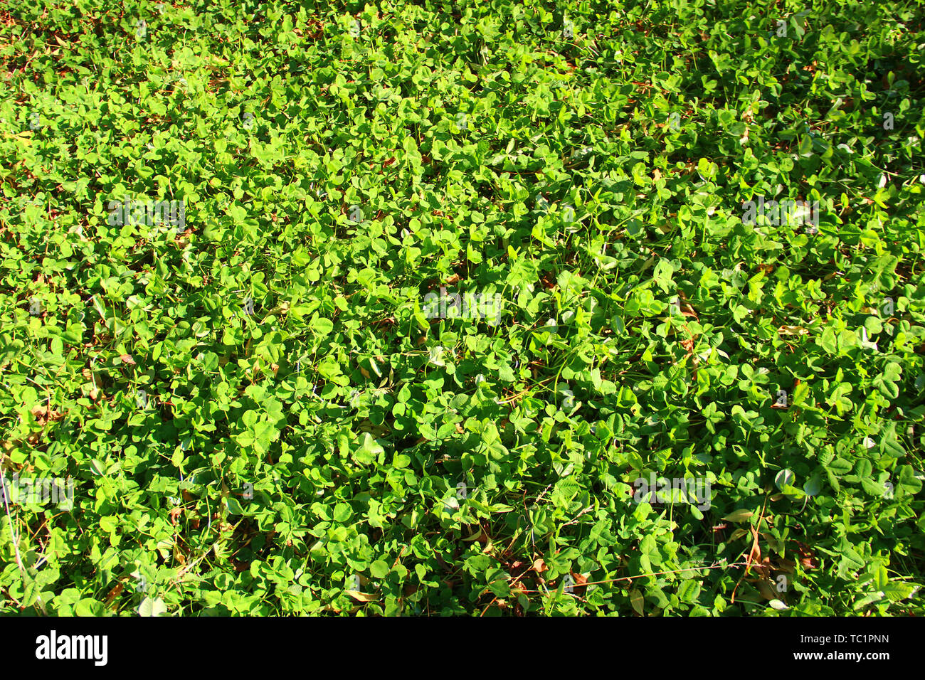 Four leaf grass hi-res stock photography and images - Alamy