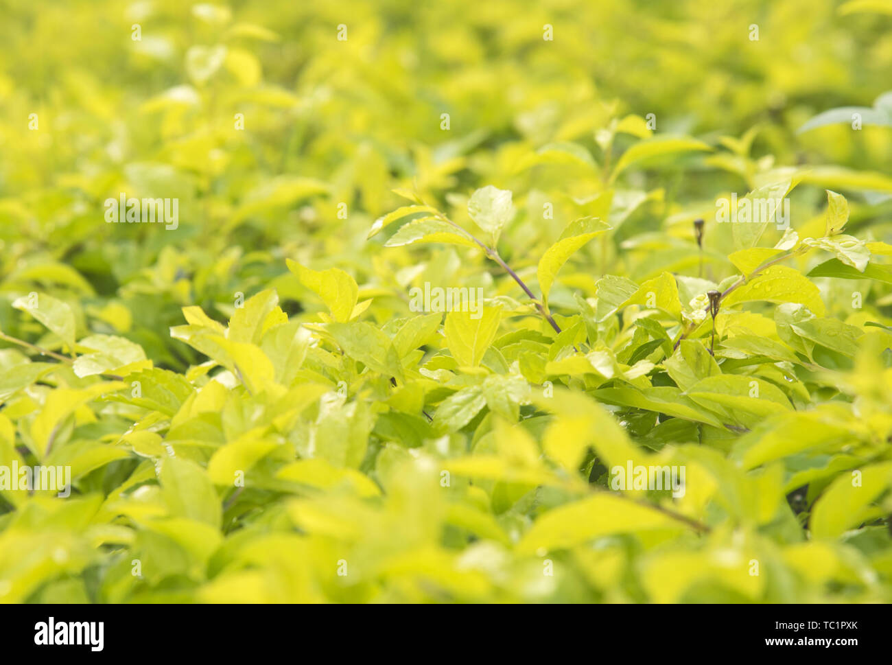 Photos of greenery after rain Stock Photo - Alamy