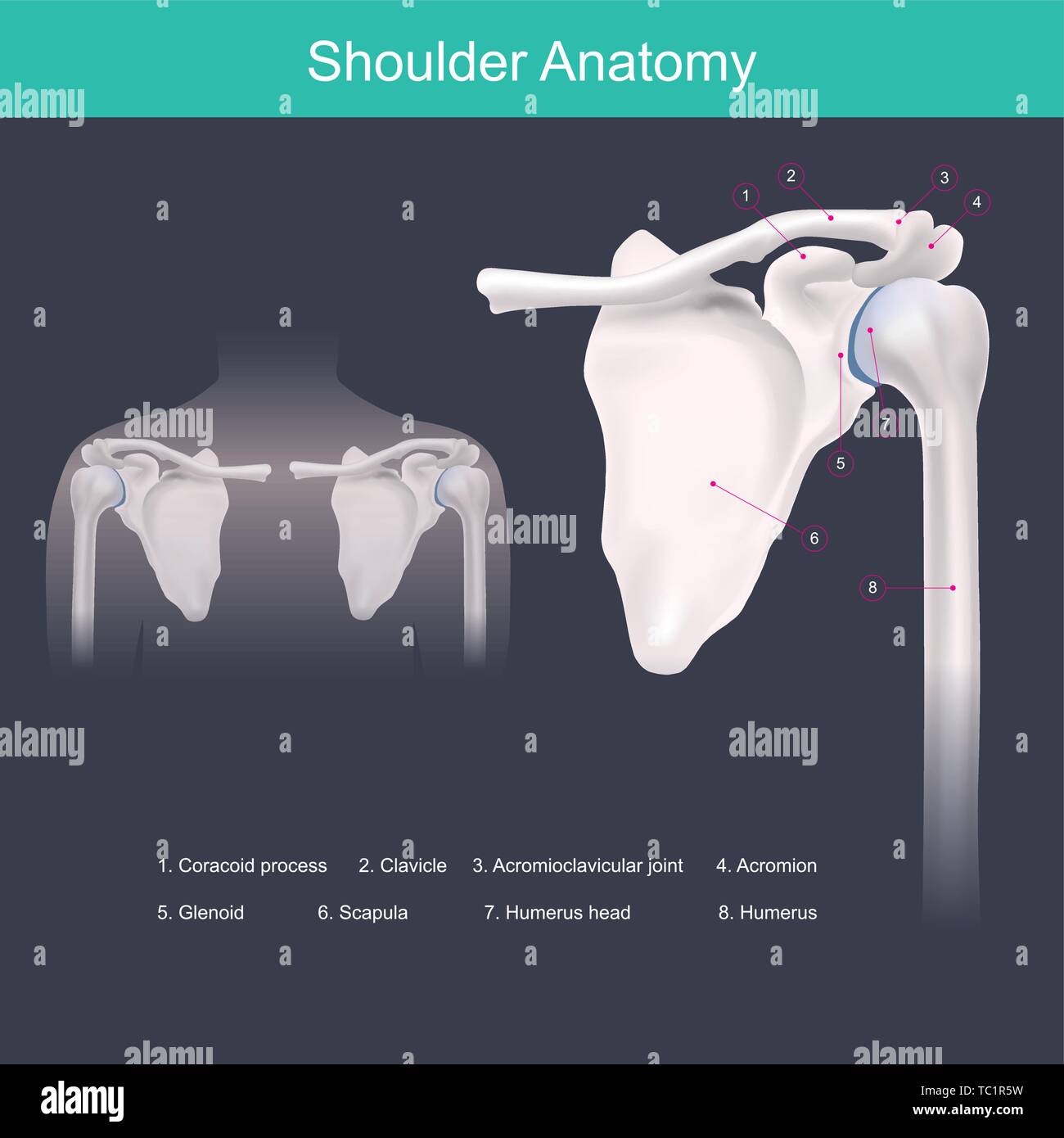 Shoulder muscles anatomy Stock Vector Images - Alamy