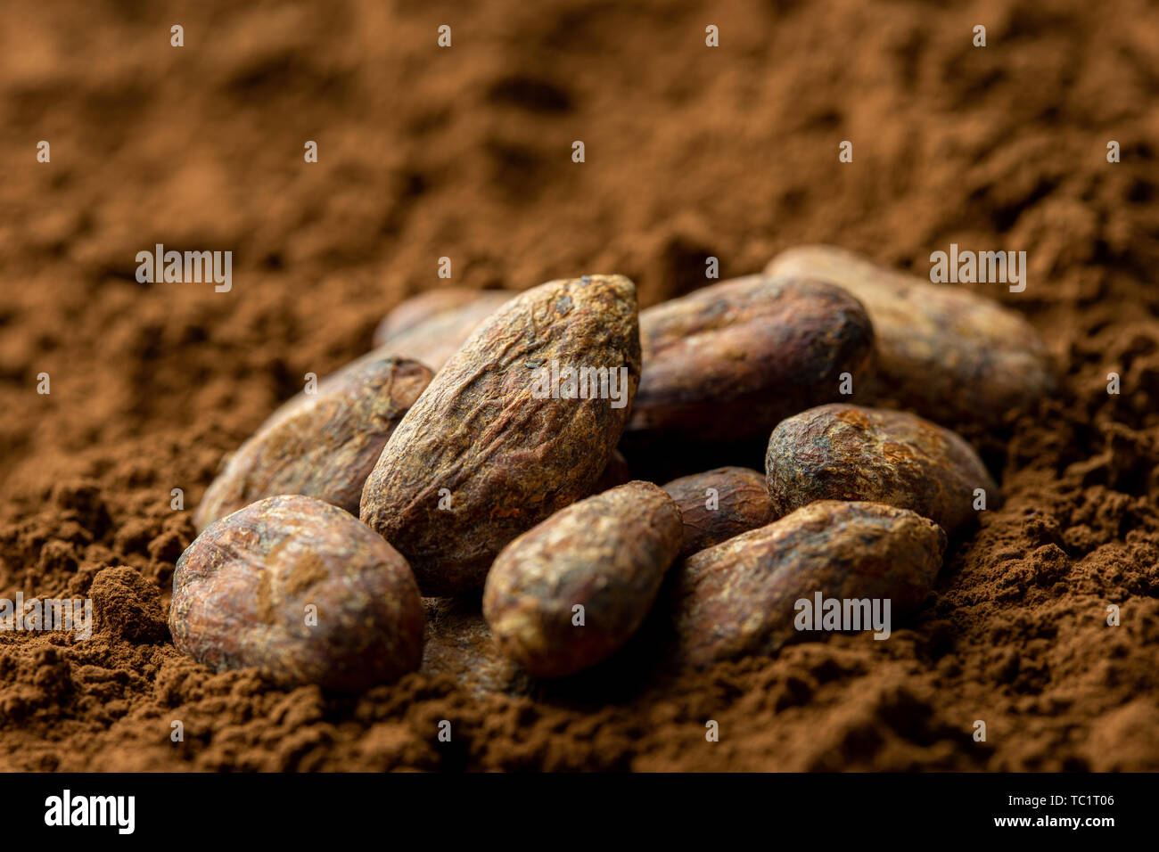 Roasted unpeeled cocoa beans sitting in cocoa powder. Blurred ...