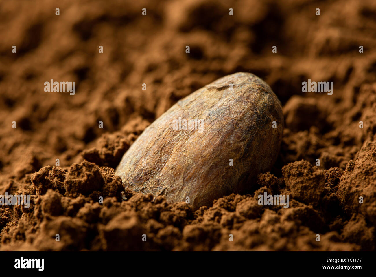 Single roasted unpeeled cocoa bean sitting in cocoa powder. Blurred ...