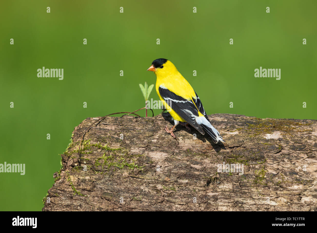Male American goldfinch perched on a log in northern Wisconsin Stock ...