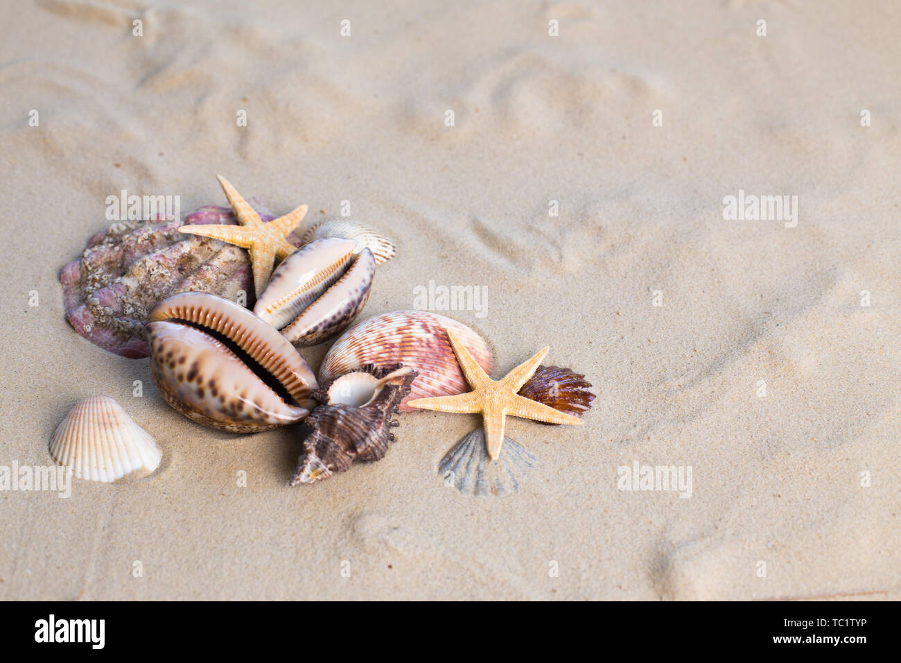Sea shells with sand as background Stock Photo - Alamy