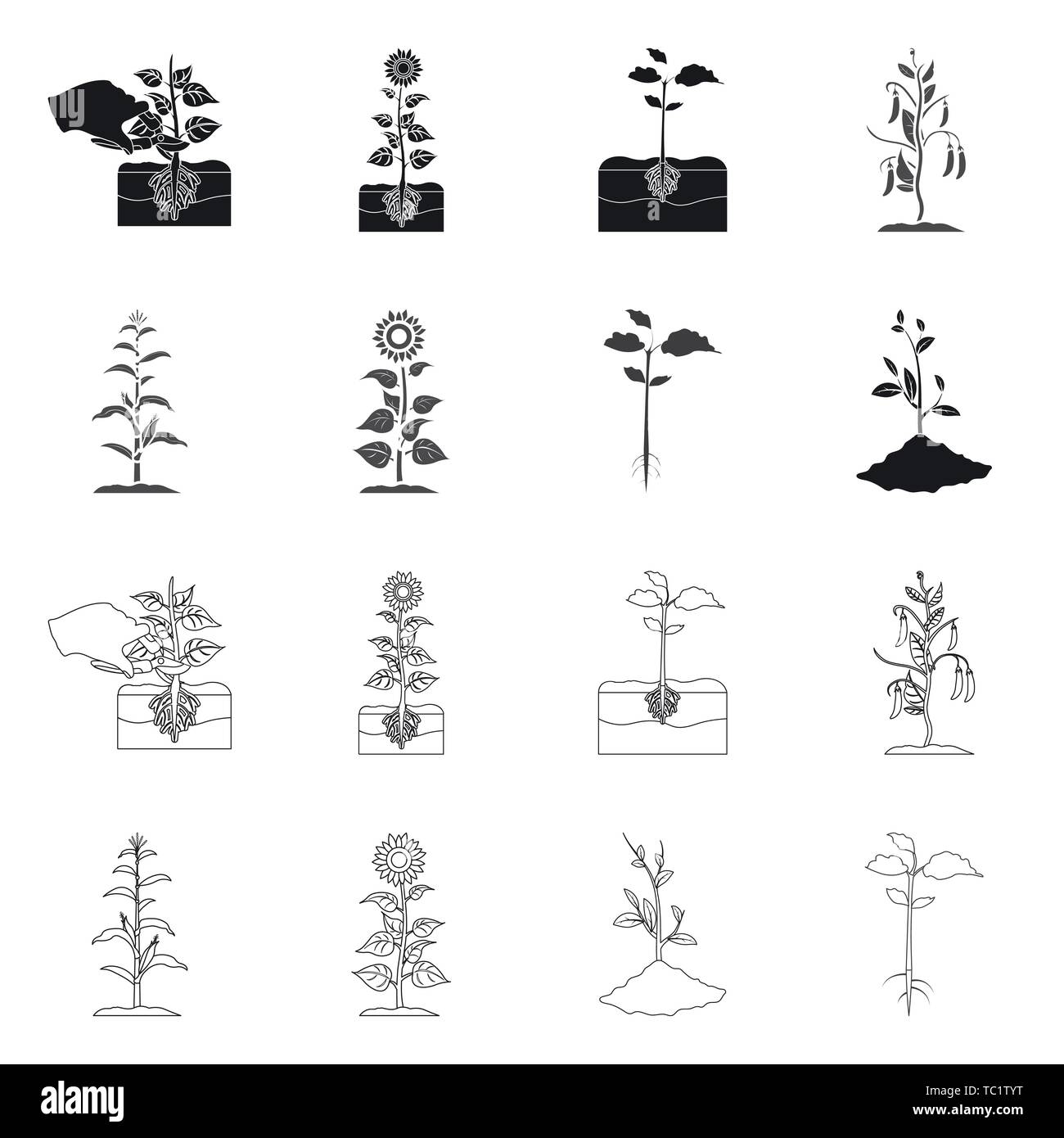 grow,root,cycle,development,seed,plant,bean,germinate,process,seedling ...