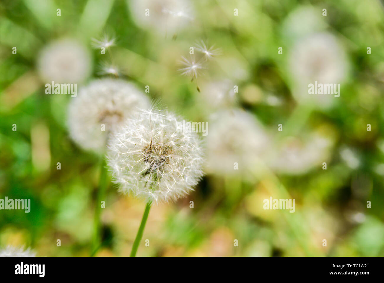 Flying seeds hi-res stock photography and images - Alamy