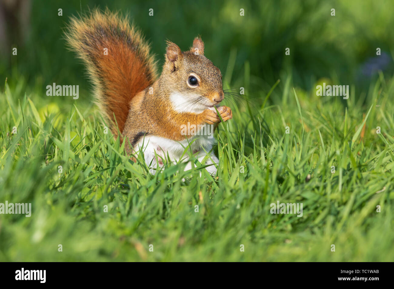 North american red squirrel hi-res stock photography and images - Alamy