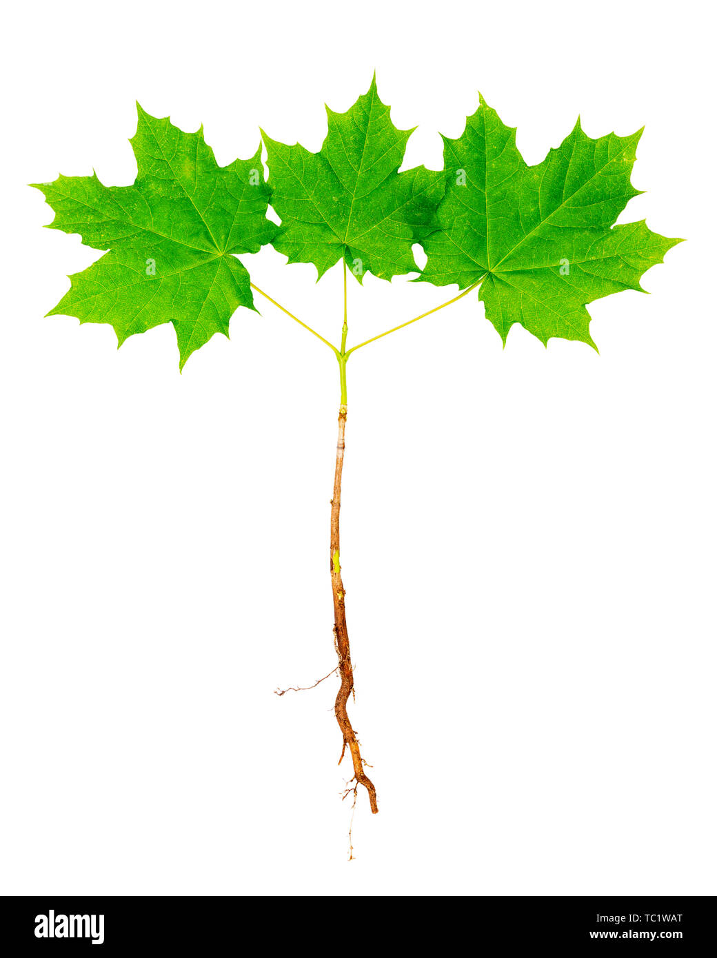 Young maple tree with roots isolated on white background Stock Photo ...