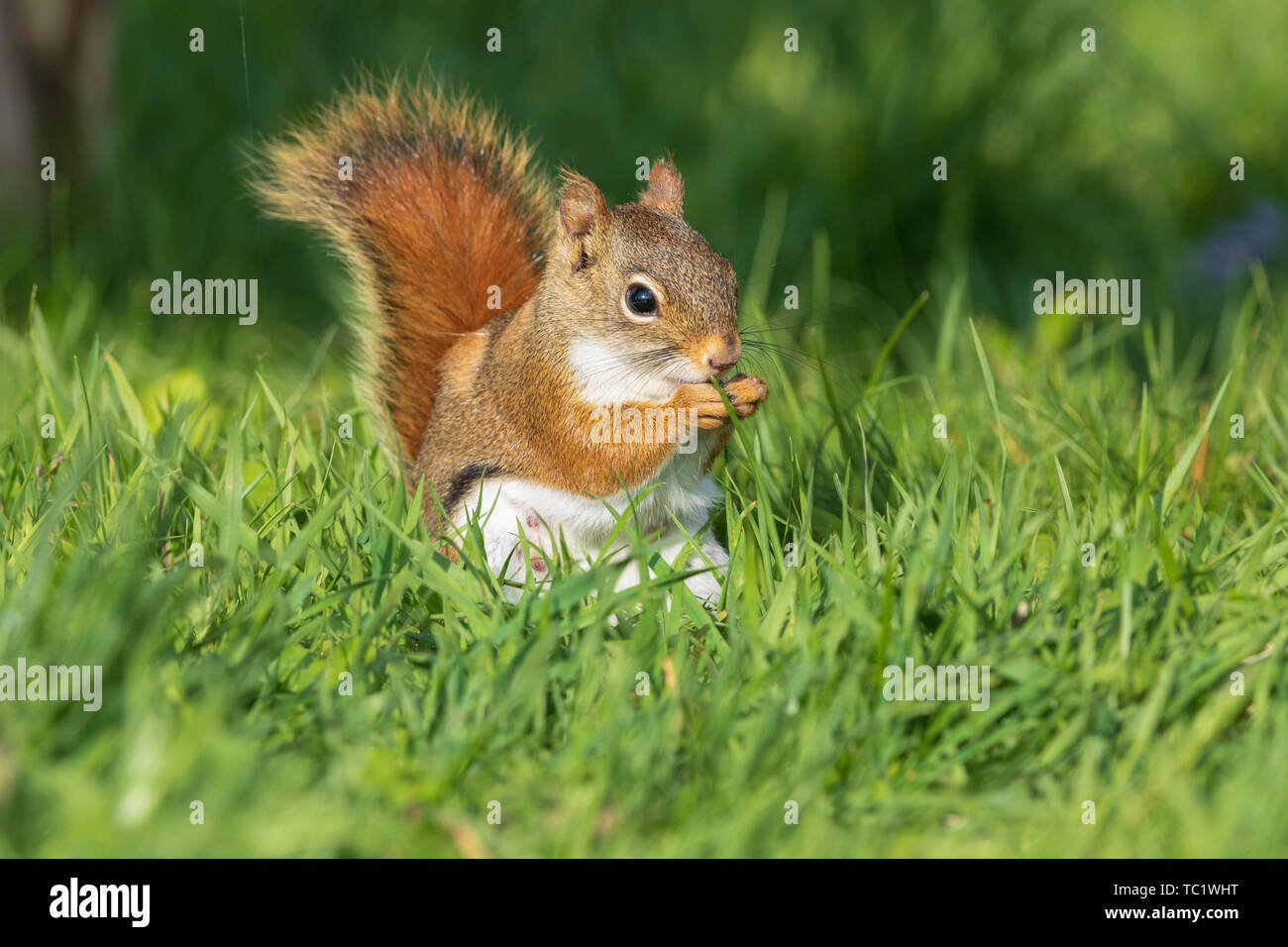 American red squirrel hi-res stock photography and images - Alamy