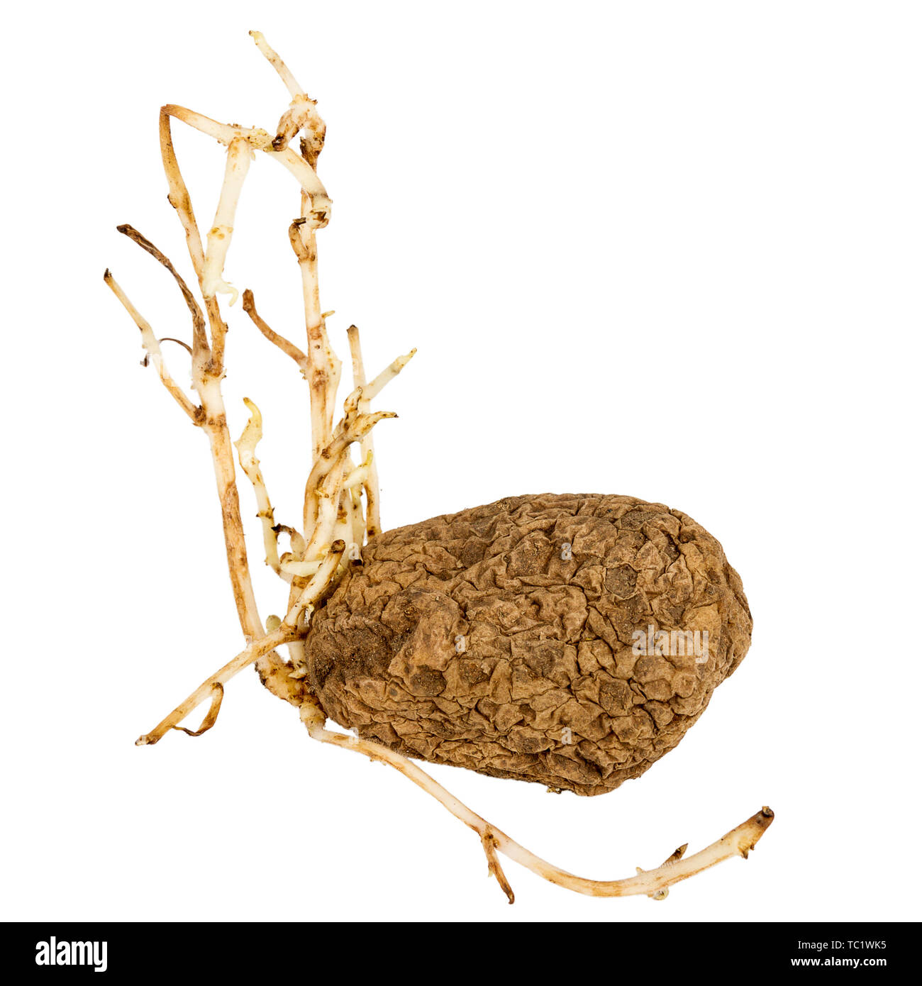 Vegetable food potato potato sprout hi-res stock photography and images ...