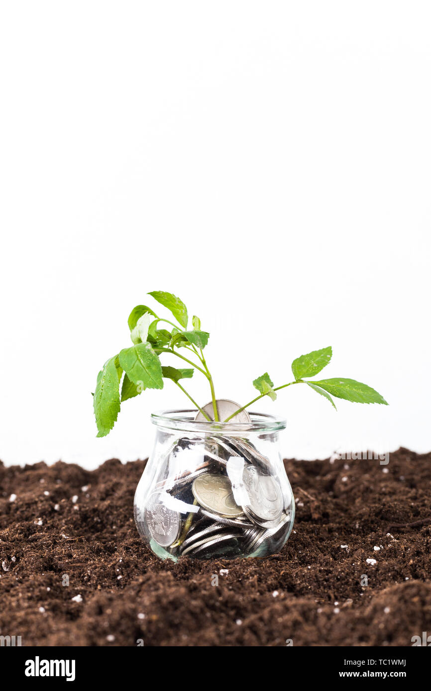 trees growing on coins Stock Photo - Alamy