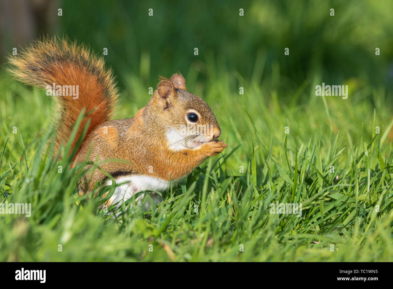 American red squirrel hi-res stock photography and images - Alamy