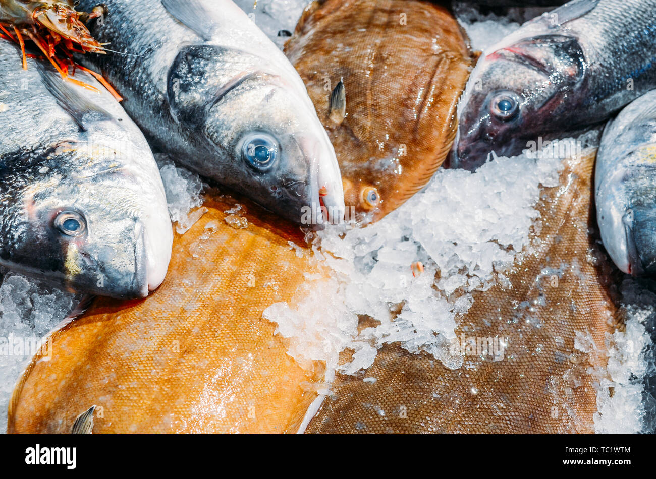 Sea life on display hi-res stock photography and images - Alamy