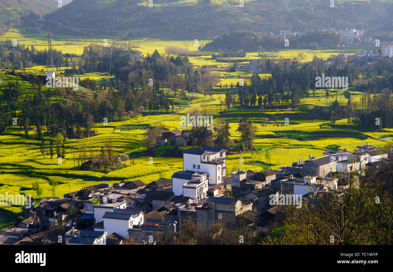Map of Luoping rapeseed screws field Stock Photo - Alamy