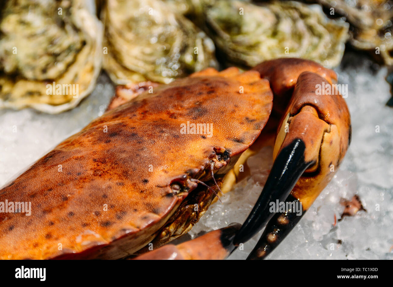 Sea life on display hi-res stock photography and images - Alamy