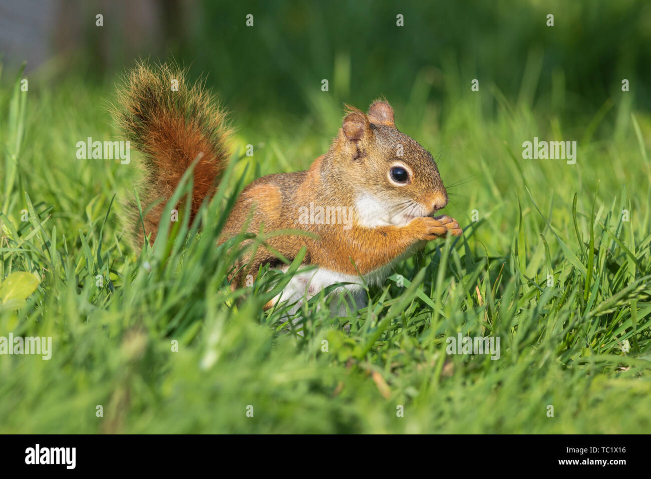 North american red squirrel hi-res stock photography and images - Alamy