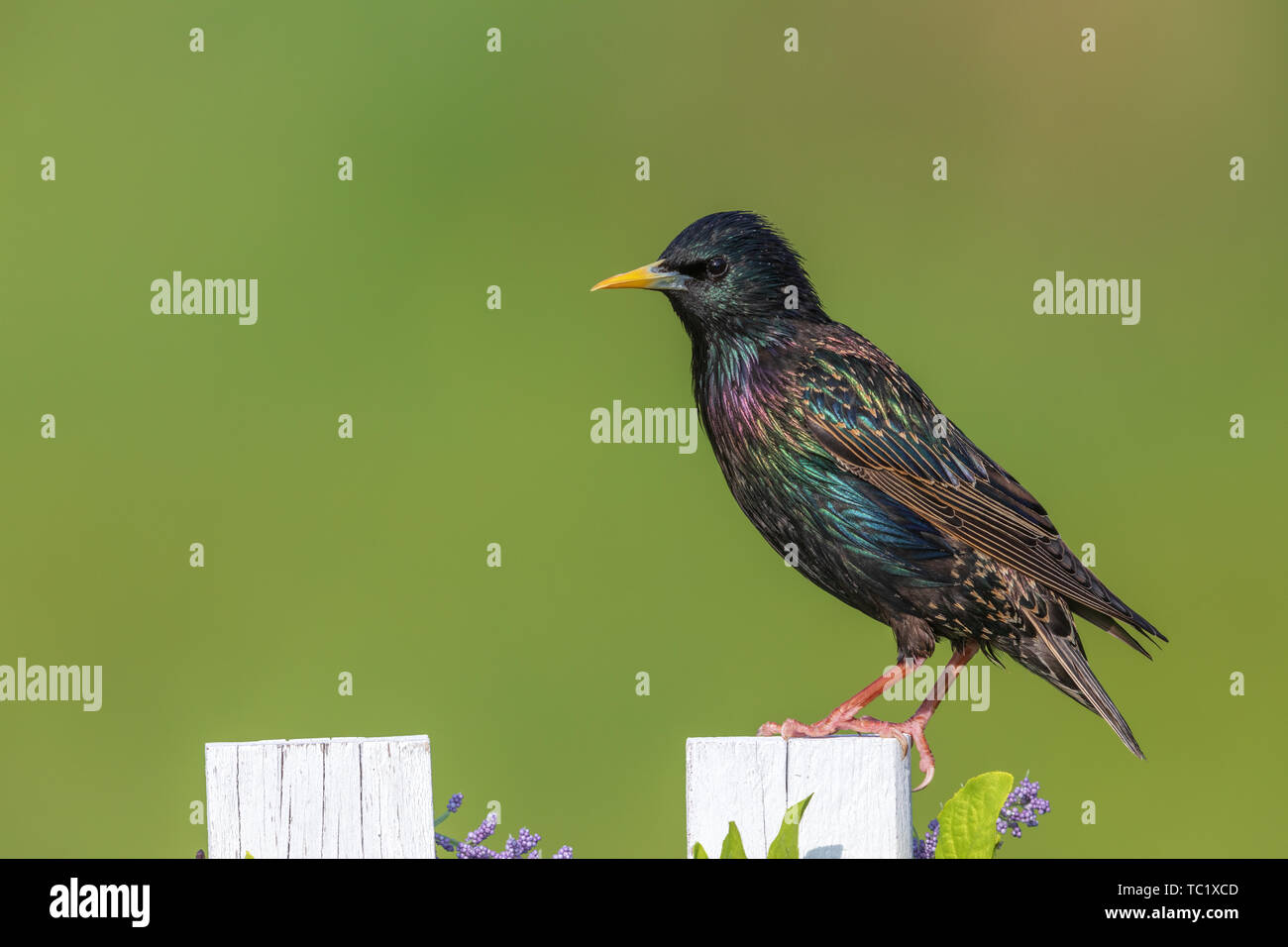 Starling north hi-res stock photography and images - Alamy