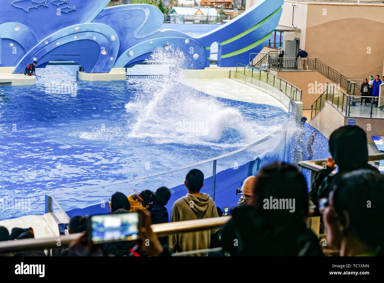 Haichang Ocean Park orca performance in Shanghai Stock Photo - Alamy