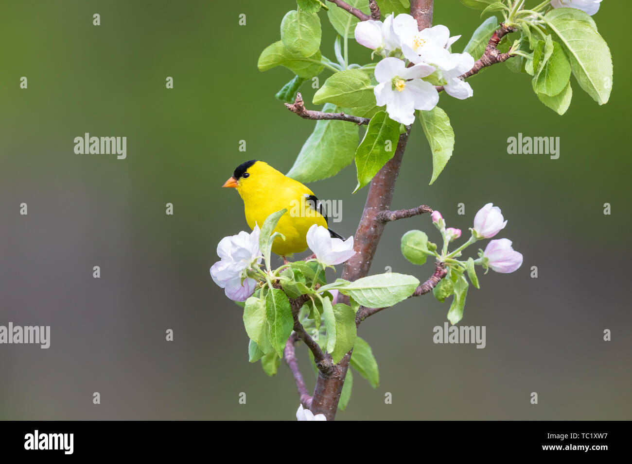 Wild Apple Tree High Resolution Stock Photography and Images - Alamy