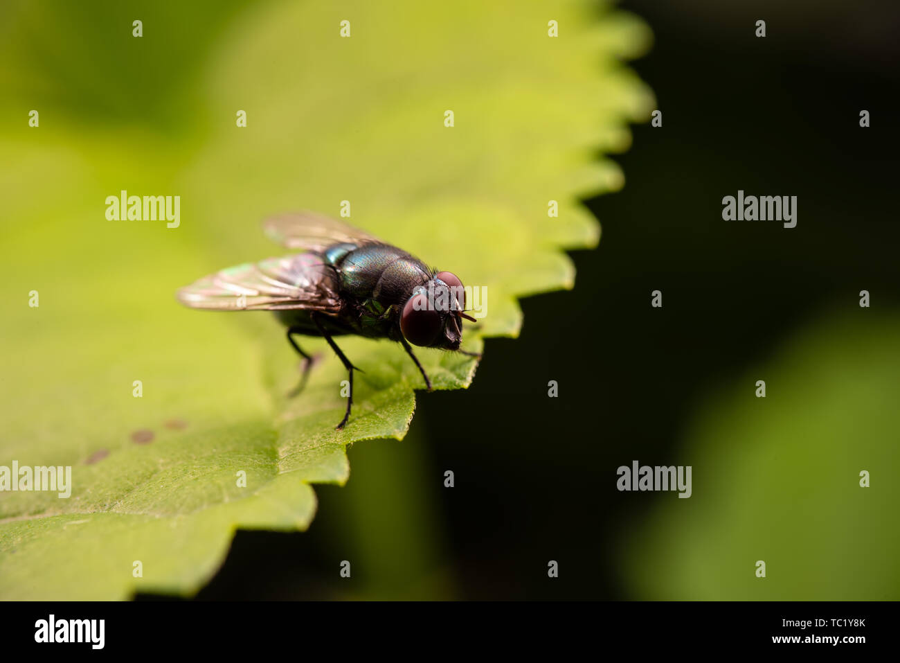 Human eyes flies hi-res stock photography and images - Alamy