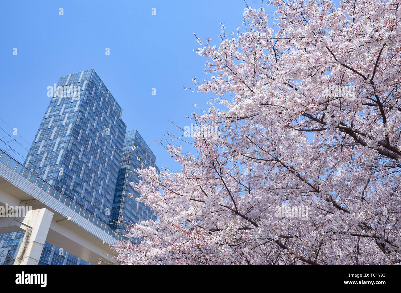 Hongkou Football Stadium Cherry Blossom Stock Photo - Alamy